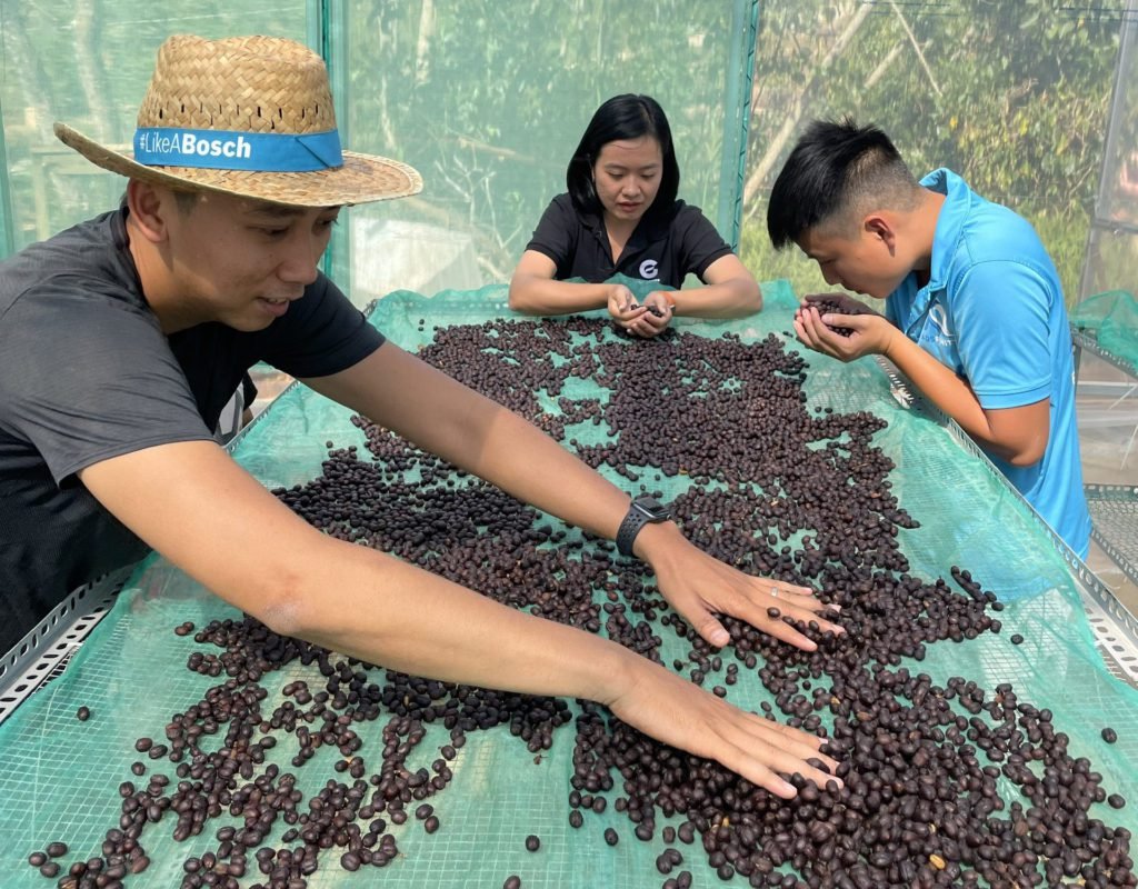 Farm-to-Cup Coffee Journey – Gaia Cafe Vietnam