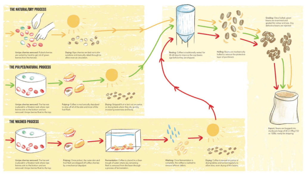 Honey Coffee Process – Part 1. What Are Processing Methods? – Gaia Cafe ...
