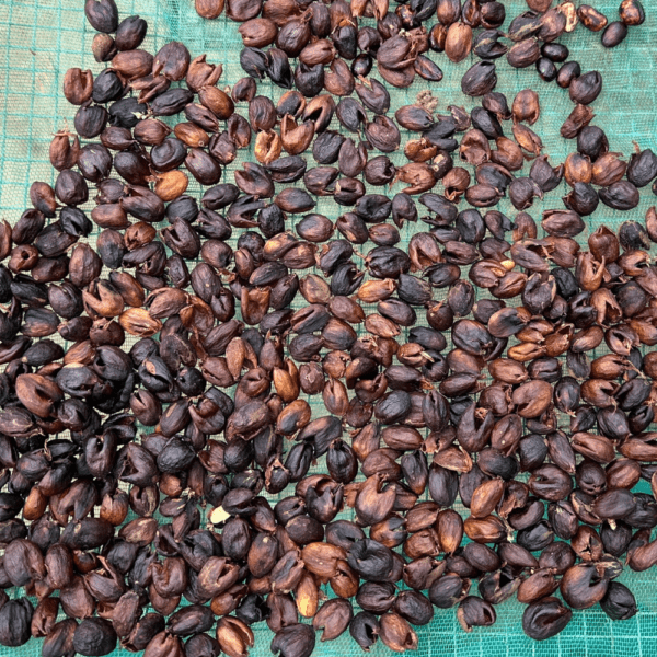 Cascara Tea: Coffee’s Hidden Gem – Gaia Cafe Vietnam